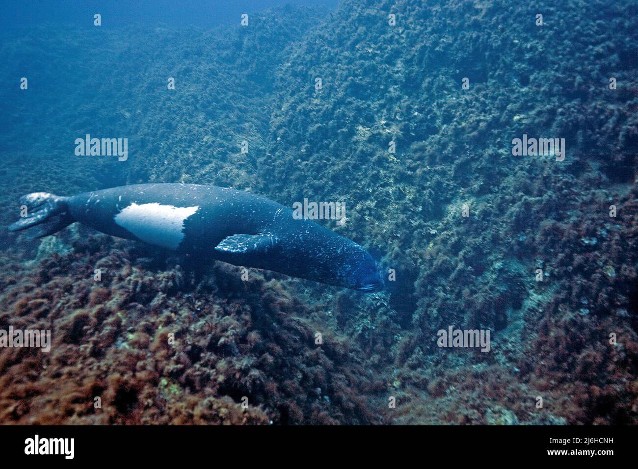 Rare seal hi-res stock photography and images - Alamy