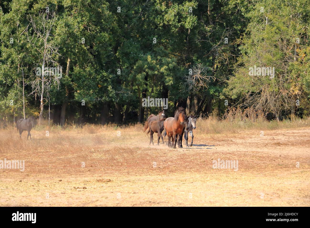 Wild horses in Letea forest from the Danube Delta in Romania Stock ...