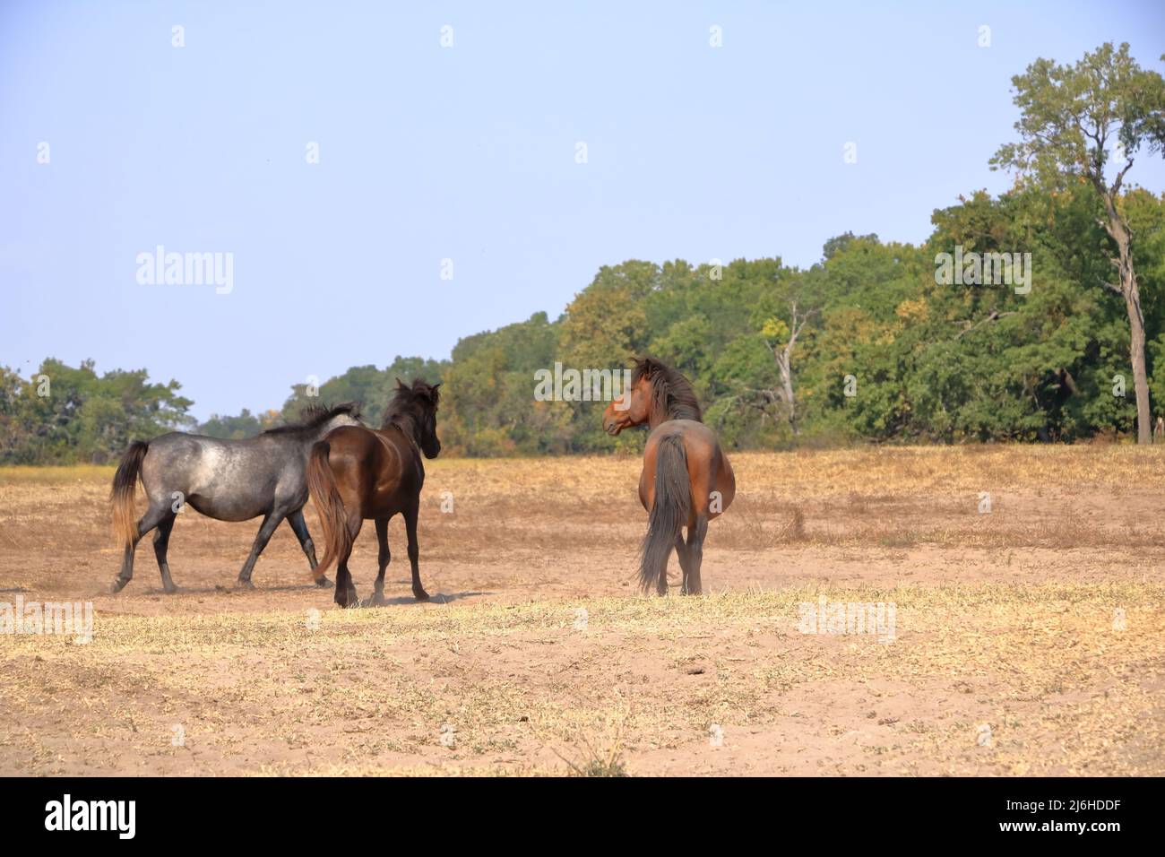 Wild horses in Letea forest from the Danube Delta in Romania Stock ...