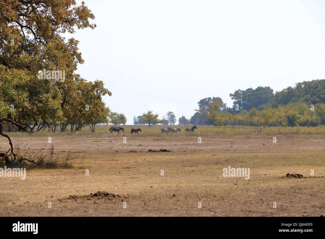 Wild horses in Letea forest from the Danube Delta in Romania Stock ...
