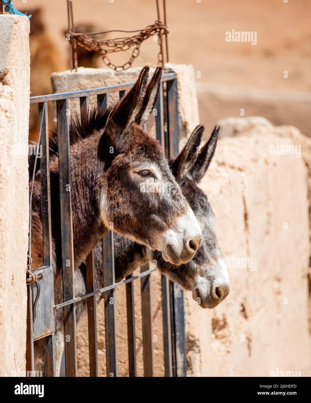 Animals of Morocco Stock Photo - Alamy