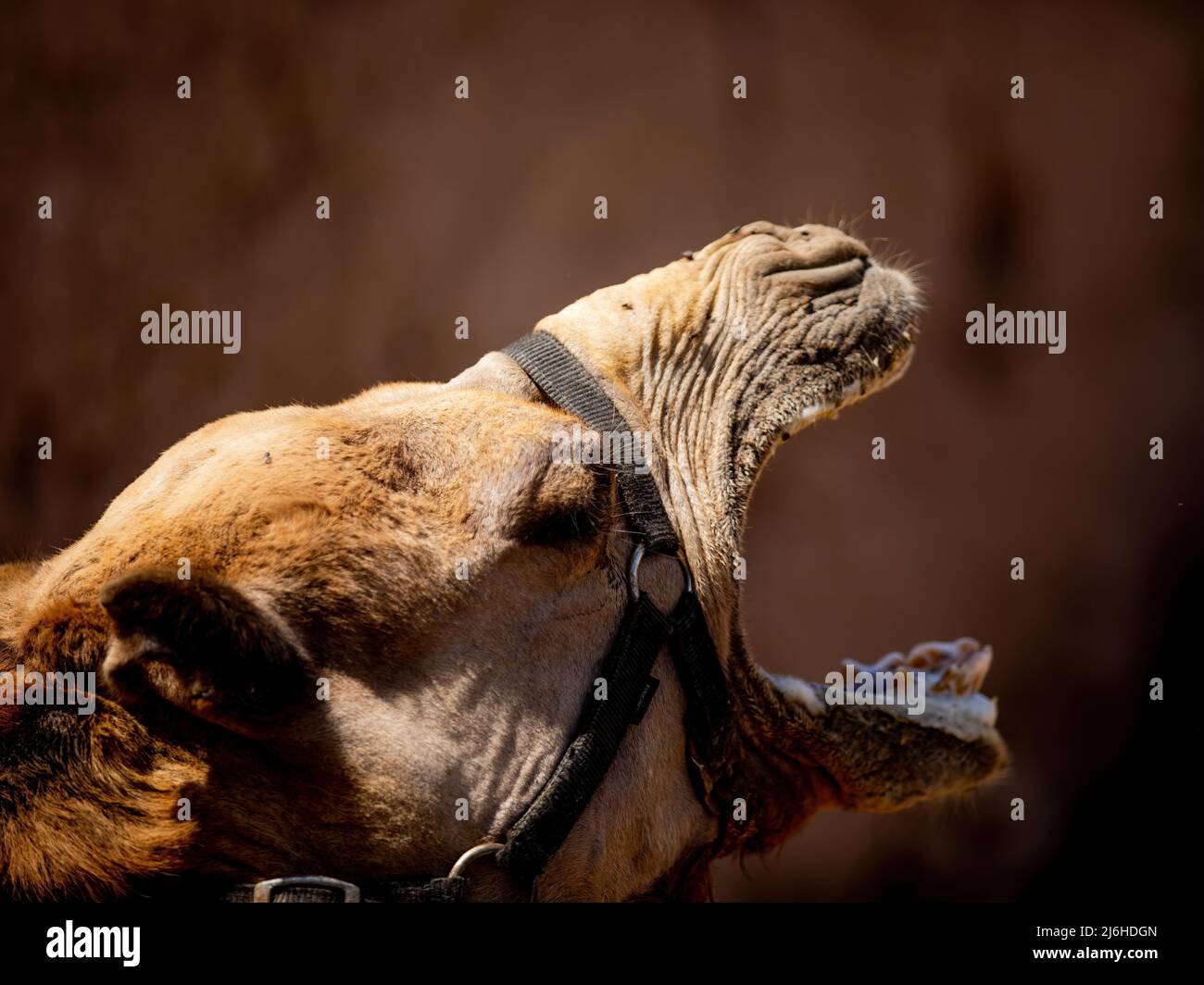 Animals of Morocco Stock Photo - Alamy