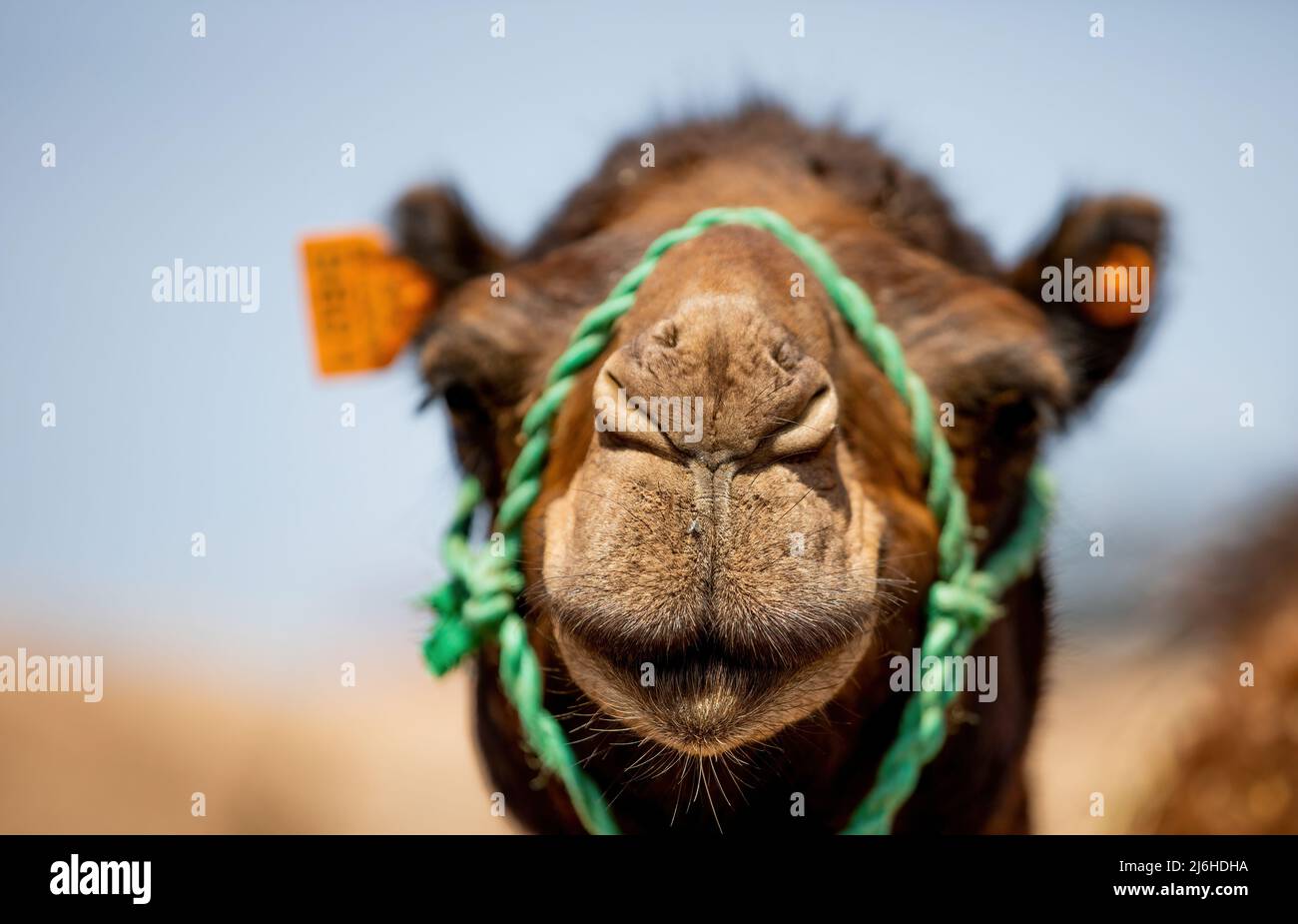 Animals of Morocco Stock Photo - Alamy