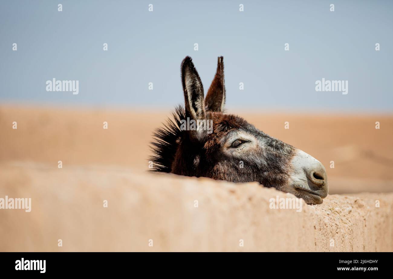Animals of Morocco Stock Photo - Alamy