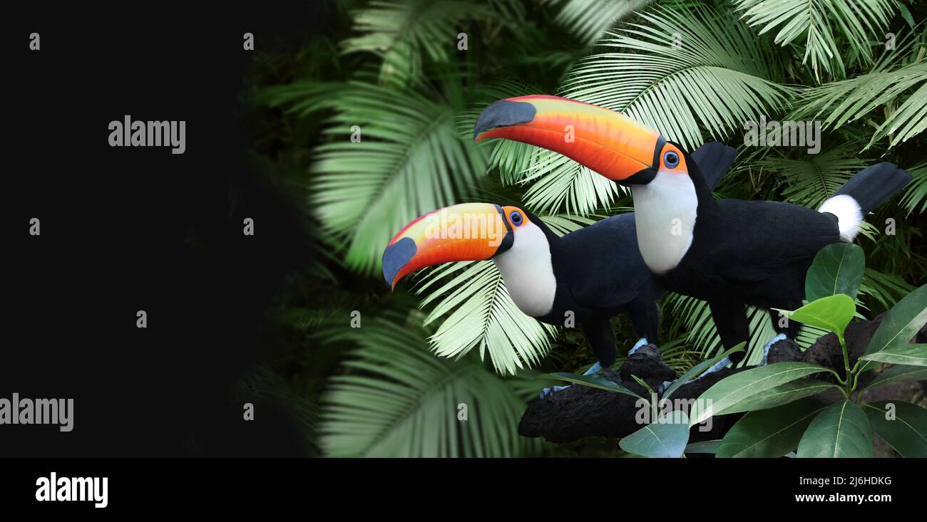 Horizontal banner with two beautiful colorful toucan birds ...