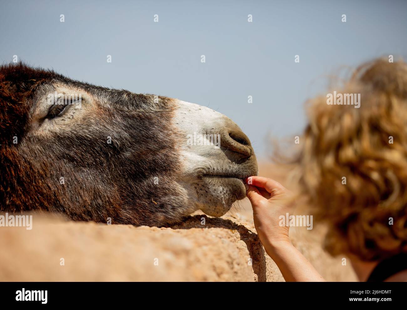 Animals of Morocco Stock Photo - Alamy