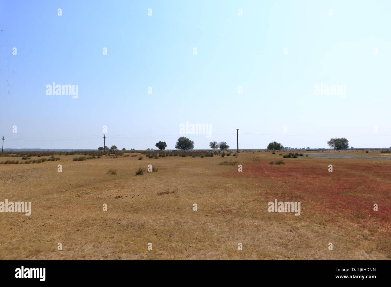Summer landscape of the Letea Natural Reserve Forest, unique landmark ...