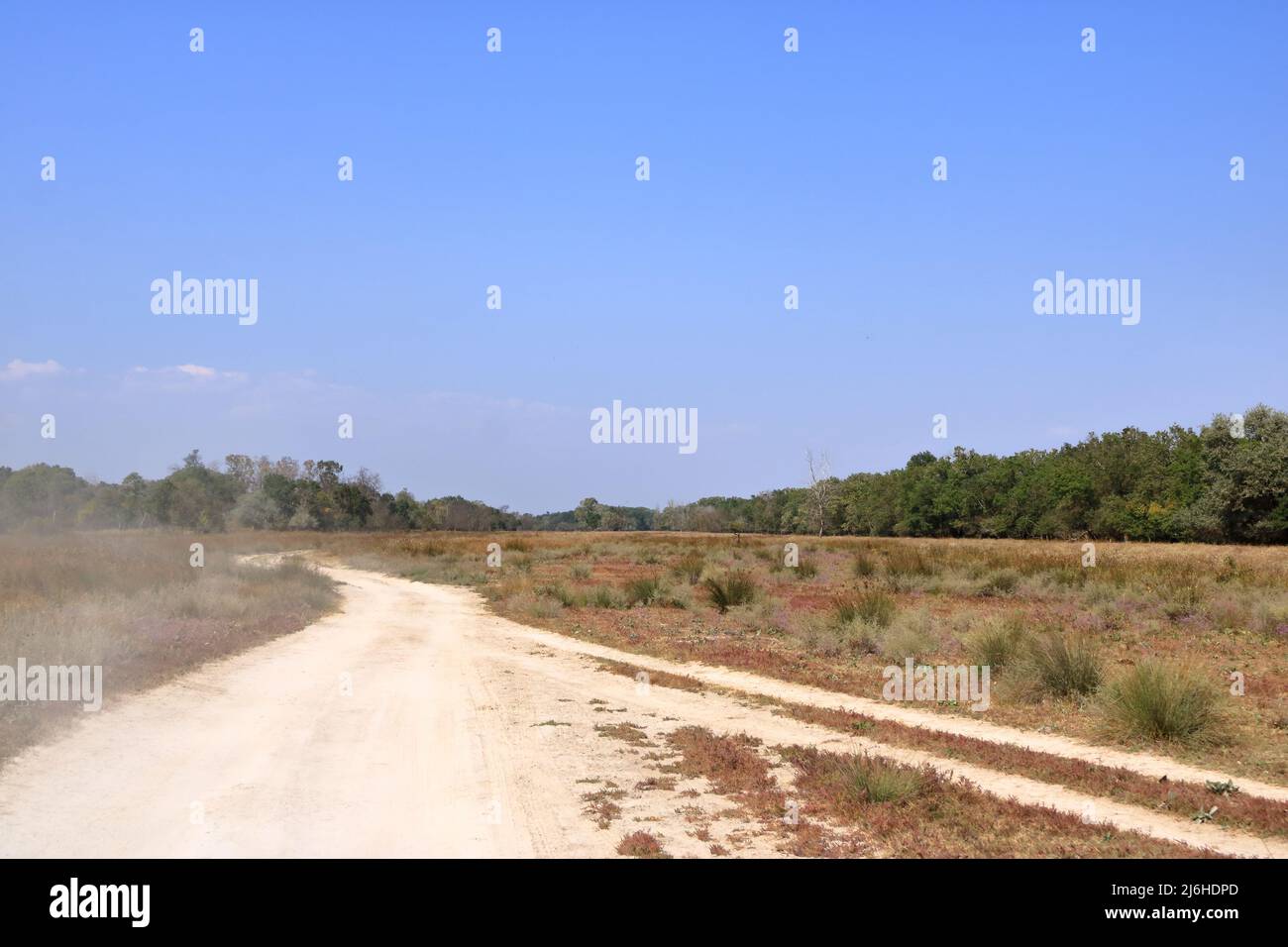 Summer landscape of the Letea Natural Reserve Forest, unique landmark ...