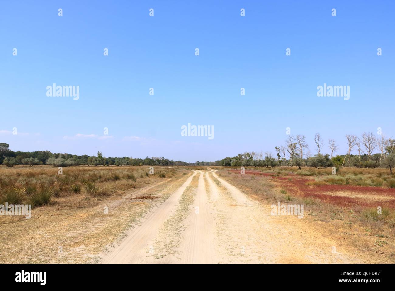 Summer landscape of the Letea Natural Reserve Forest, unique landmark ...