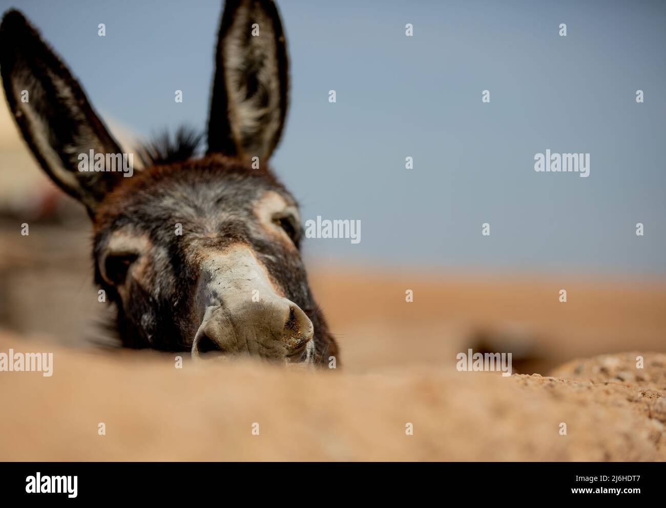 Animals of Morocco Stock Photo - Alamy