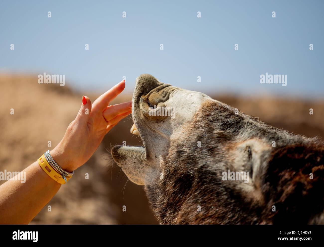 Animals of Morocco Stock Photo - Alamy