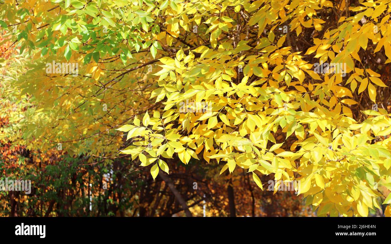 Calm fall season. Ash-tree leaves on sunny beautiful nature autumn ...