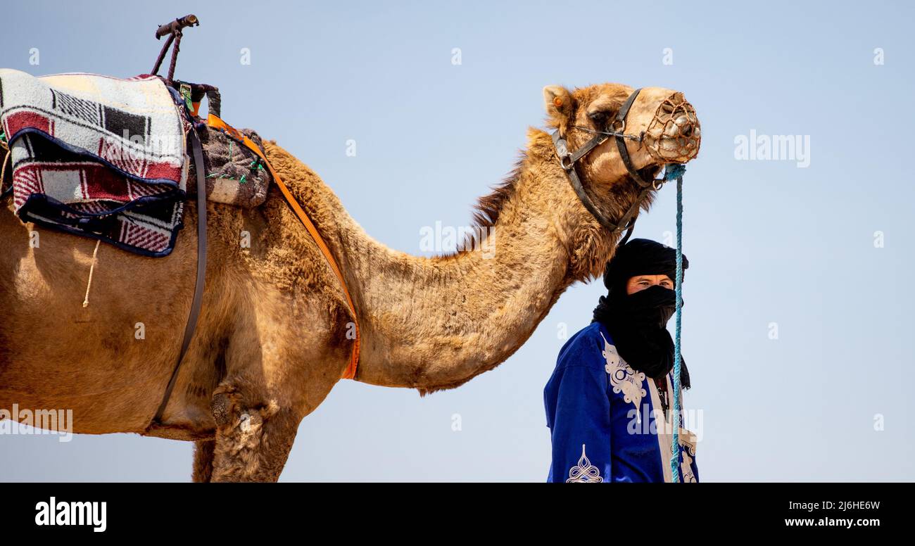 Animals of Morocco Stock Photo - Alamy