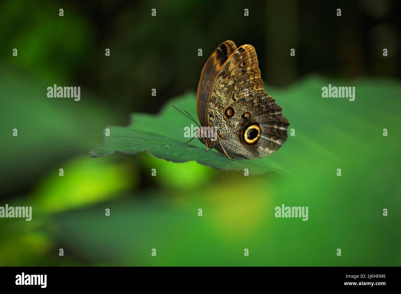 Beautiful butterfly Blue Morpho, Morpho peleides, in habitat, with dark ...