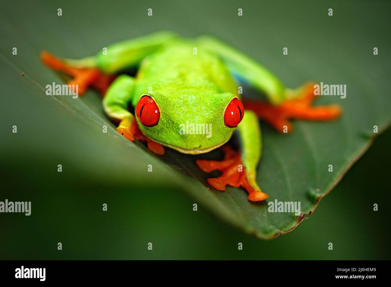 Red-eyed Tree Frog, Agalychnis callidryas, animal with big red eyes, in ...