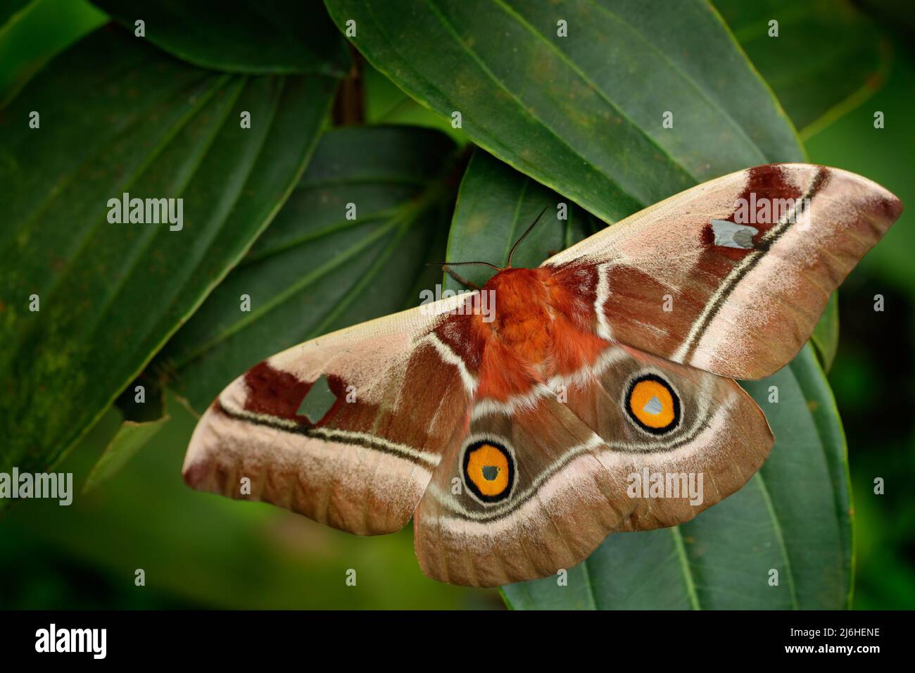 Madagascar butterfly caterpillar hi-res stock photography and images ...