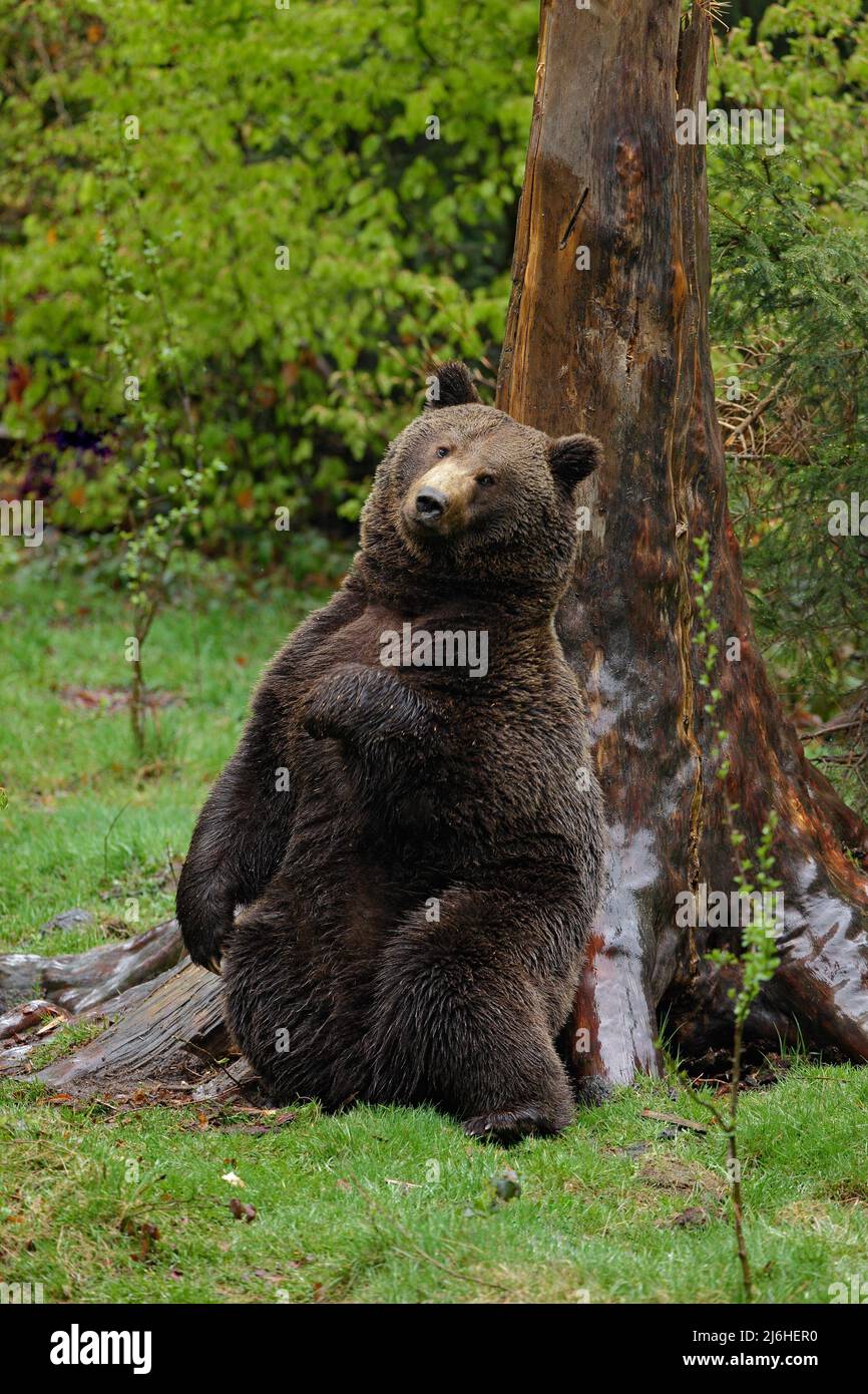 Brown bear, Ursus arctos, hideen scratch back on the the tree trunk in ...