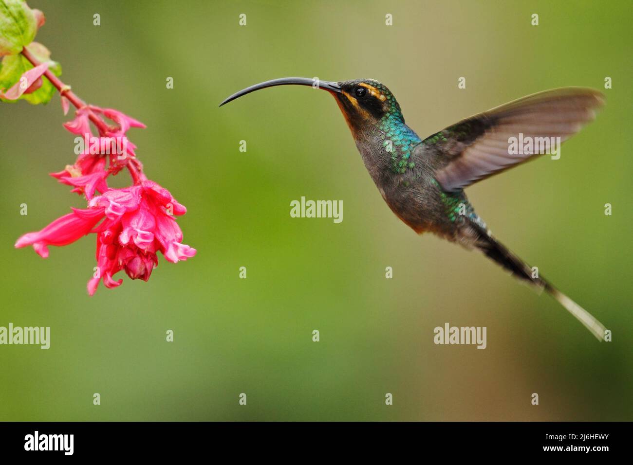 Hummingbird with long beak, Green Hermit, Phaethornis guy, clear light ...