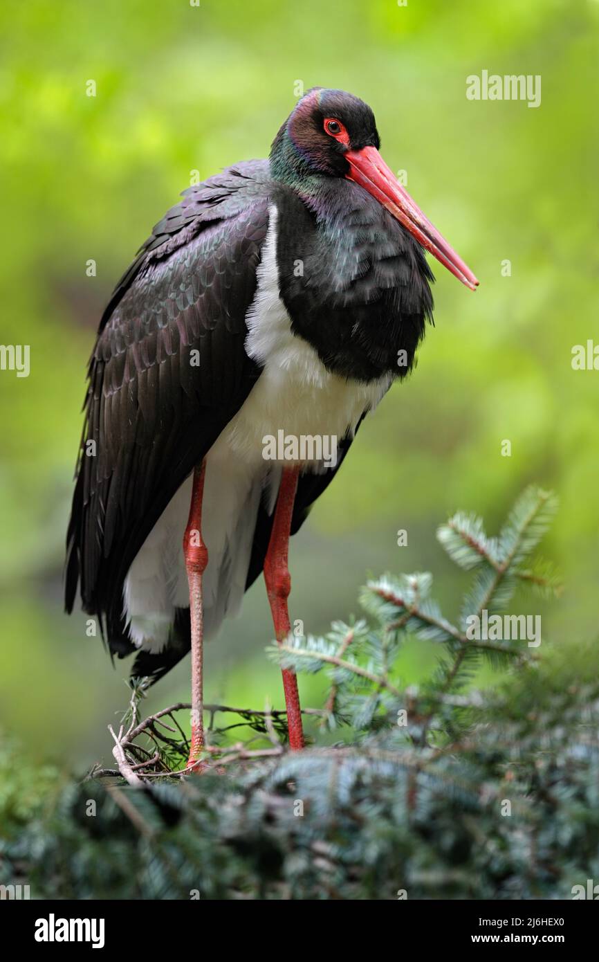 Bird Black Stork with red bill, Ciconia nigra, sitting on the nest in ...