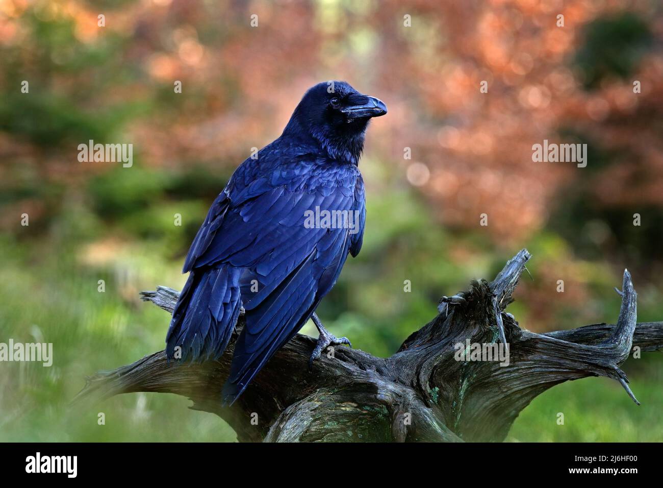 Black bird raven sitting on the tree trunk in the forest nature habitat ...