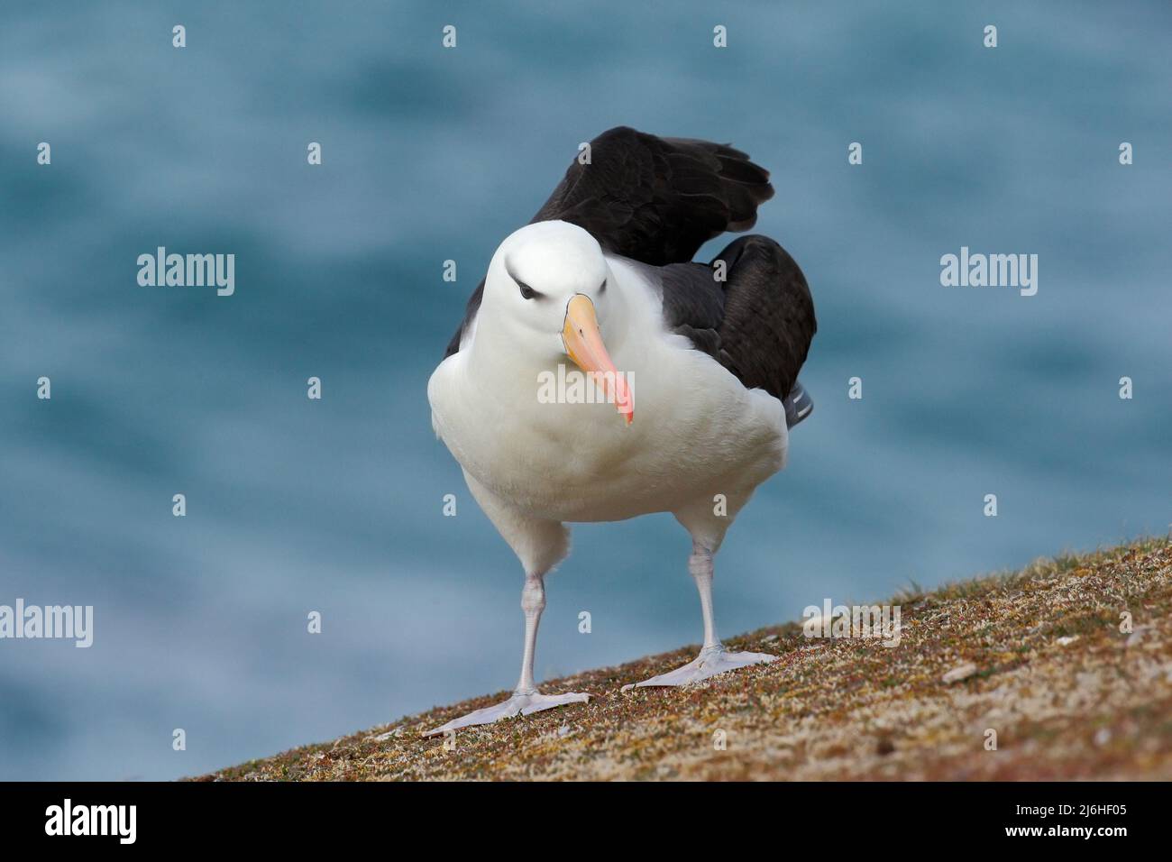 Black-browed albatross, sitting on the cliff. Albatross with dark blue ...