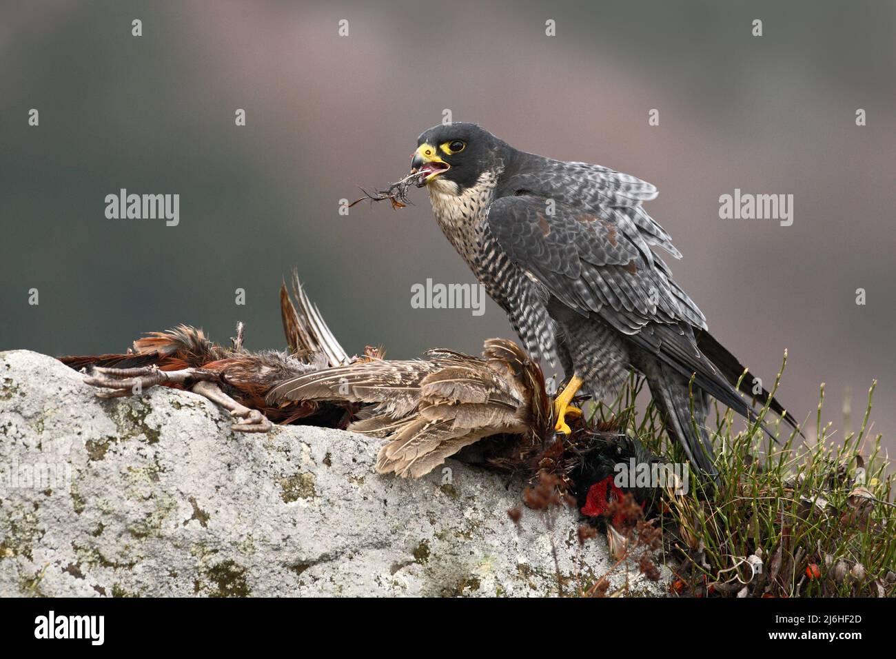Bird of prey Peregrine Falcon (Falco peregrinus) with kill Common ...