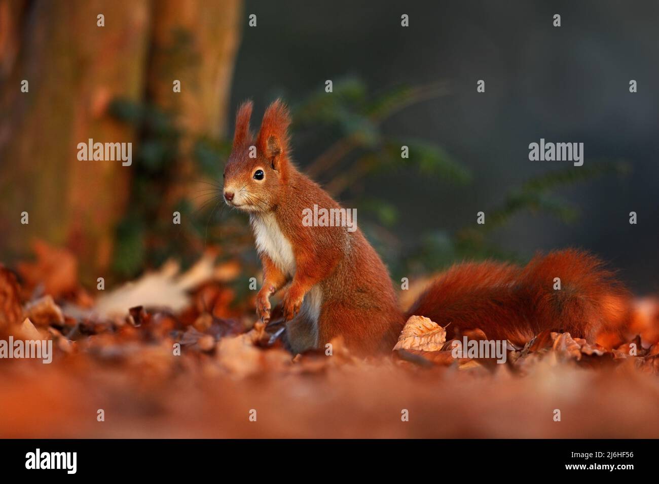 Cute red squirrel with long pointed ears eats a nut in autumn orange ...