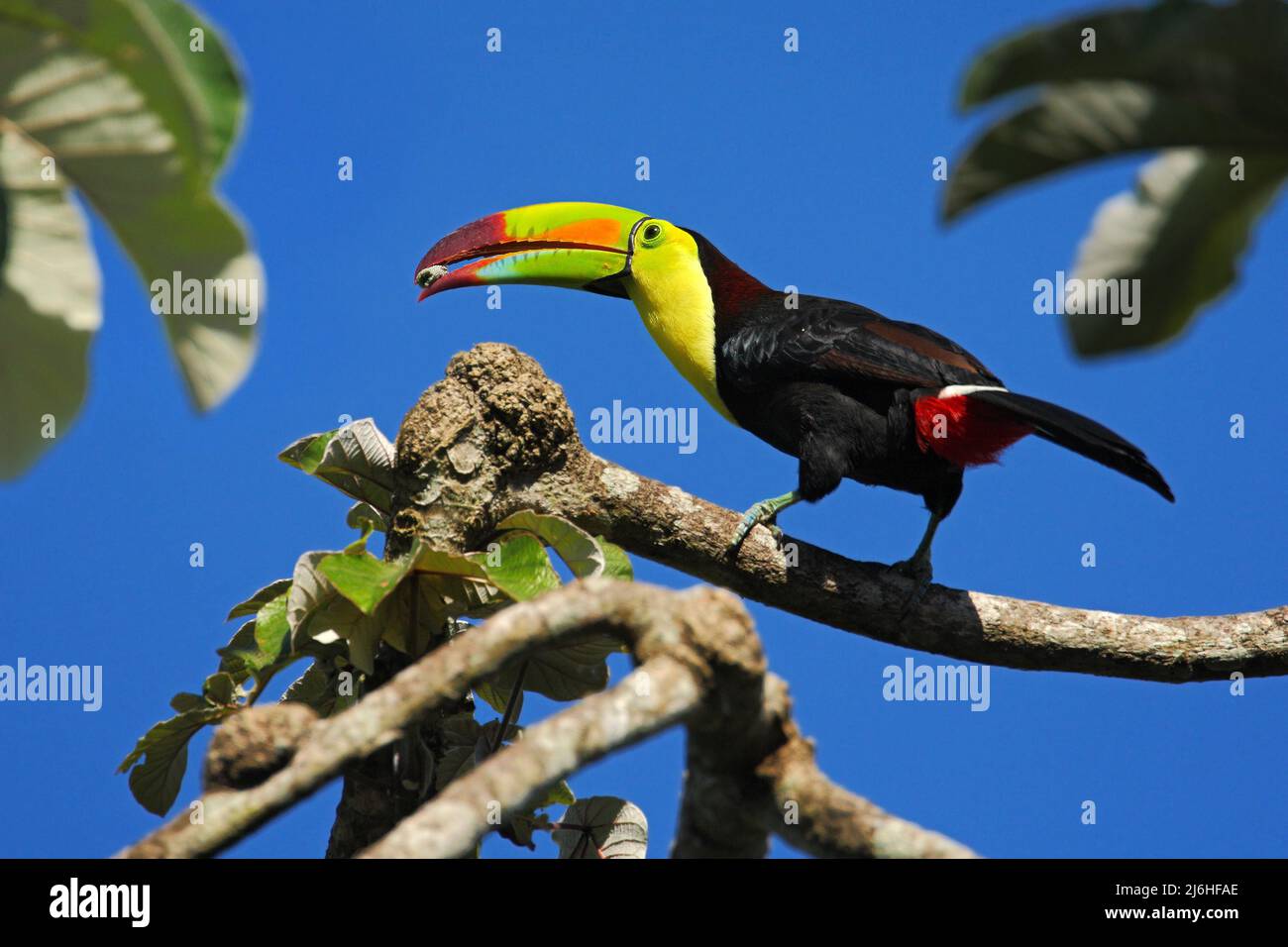 Bird with big bill Keel-billed Toucan, Ramphastos sulfuratus, with food ...