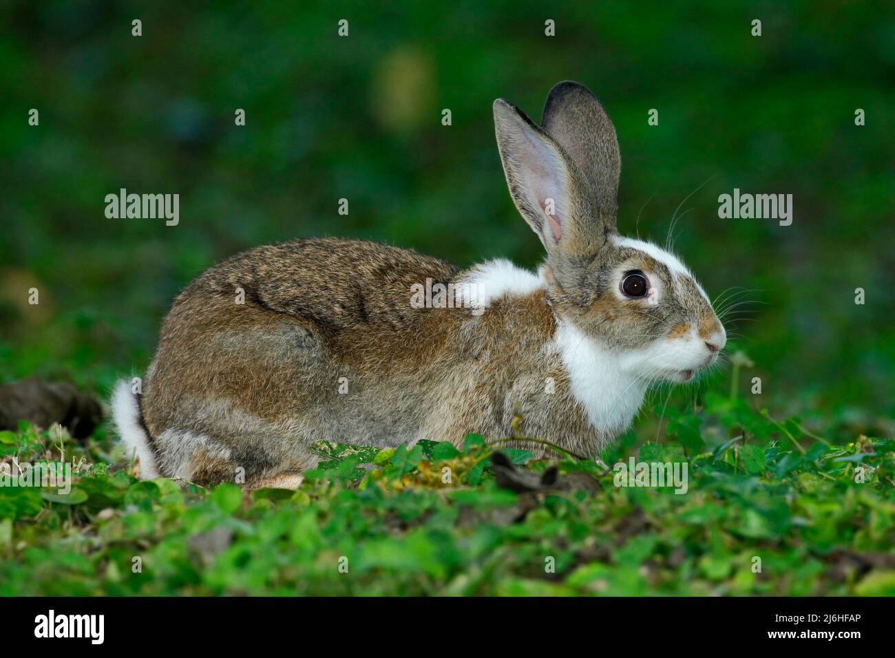 Rabbit log hi-res stock photography and images - Alamy