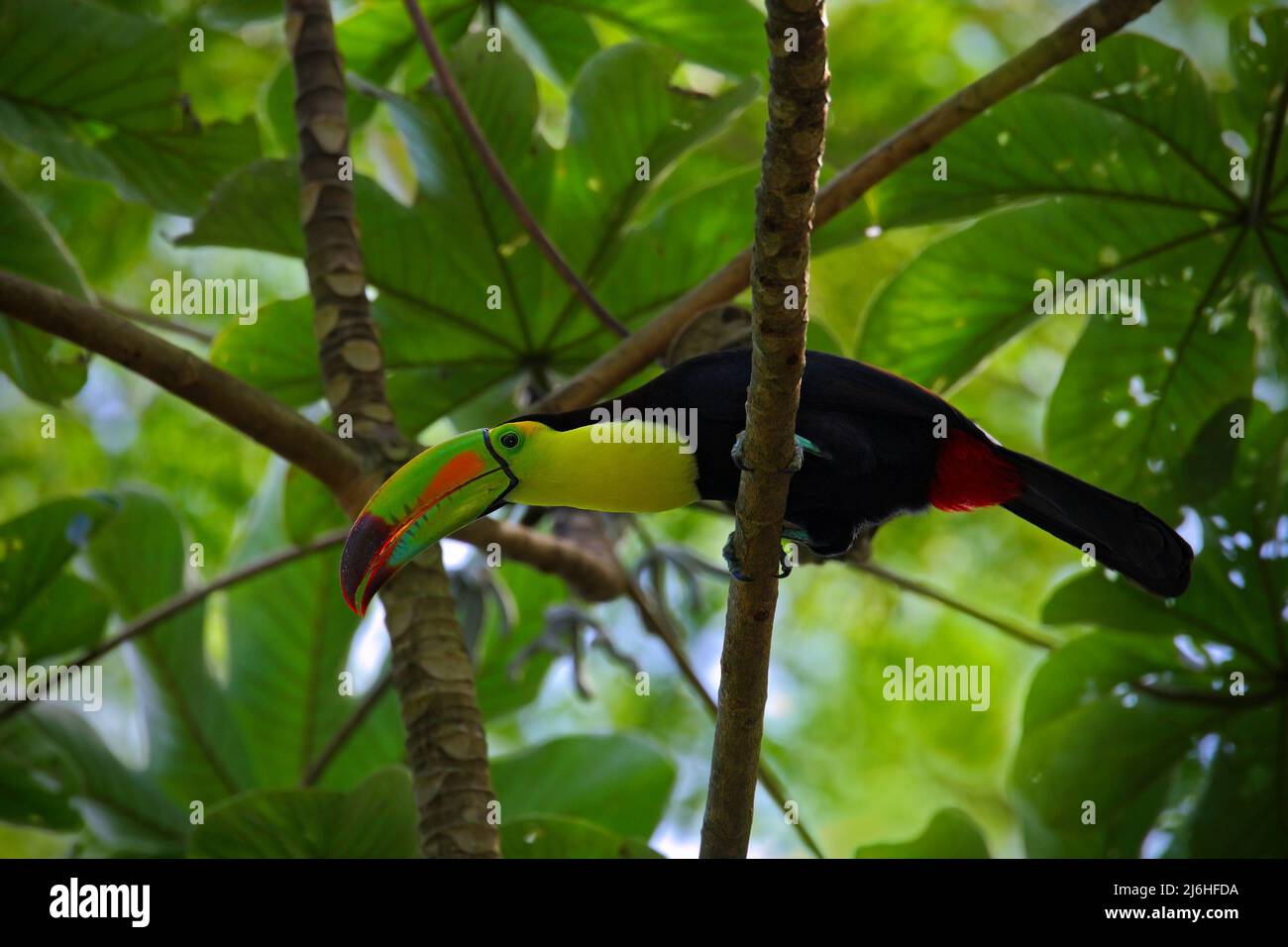 Bird with big beak Keel-billed Toucan, Ramphastos sulfuratus, in ...