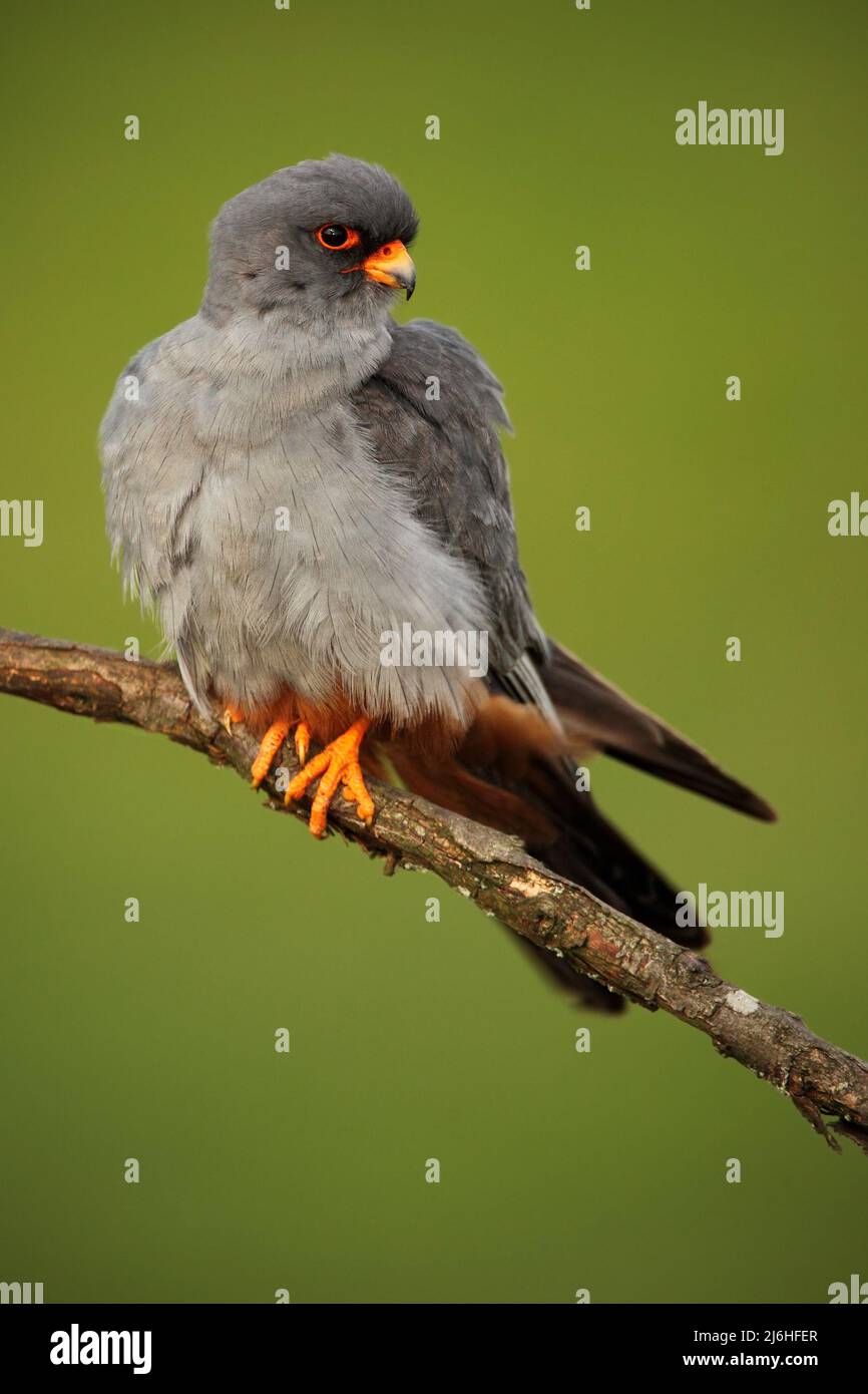 Accipitrine bird hi-res stock photography and images - Alamy