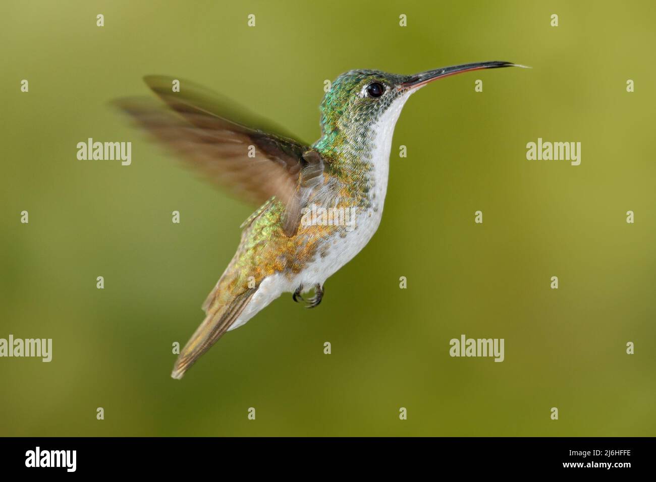 Flying glossy hummingbird from Ecuador, clear green background Stock ...
