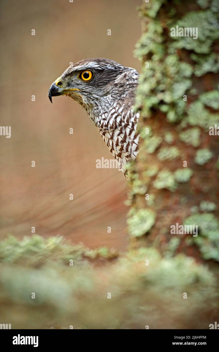 Detail of hidden head portrait, bird of prey Goshawk, sitting on the ...