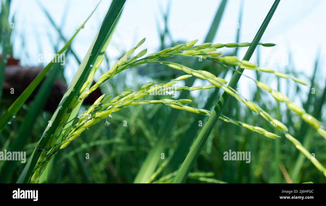 Rice plants (Oryza sativa) bow down Stock Photo - Alamy
