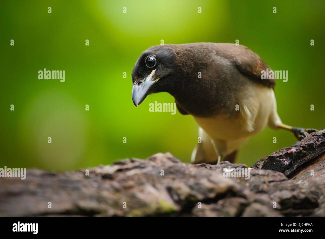 Brown Jay, Cyanocorax morio, detail portrait of bird from green Costa ...