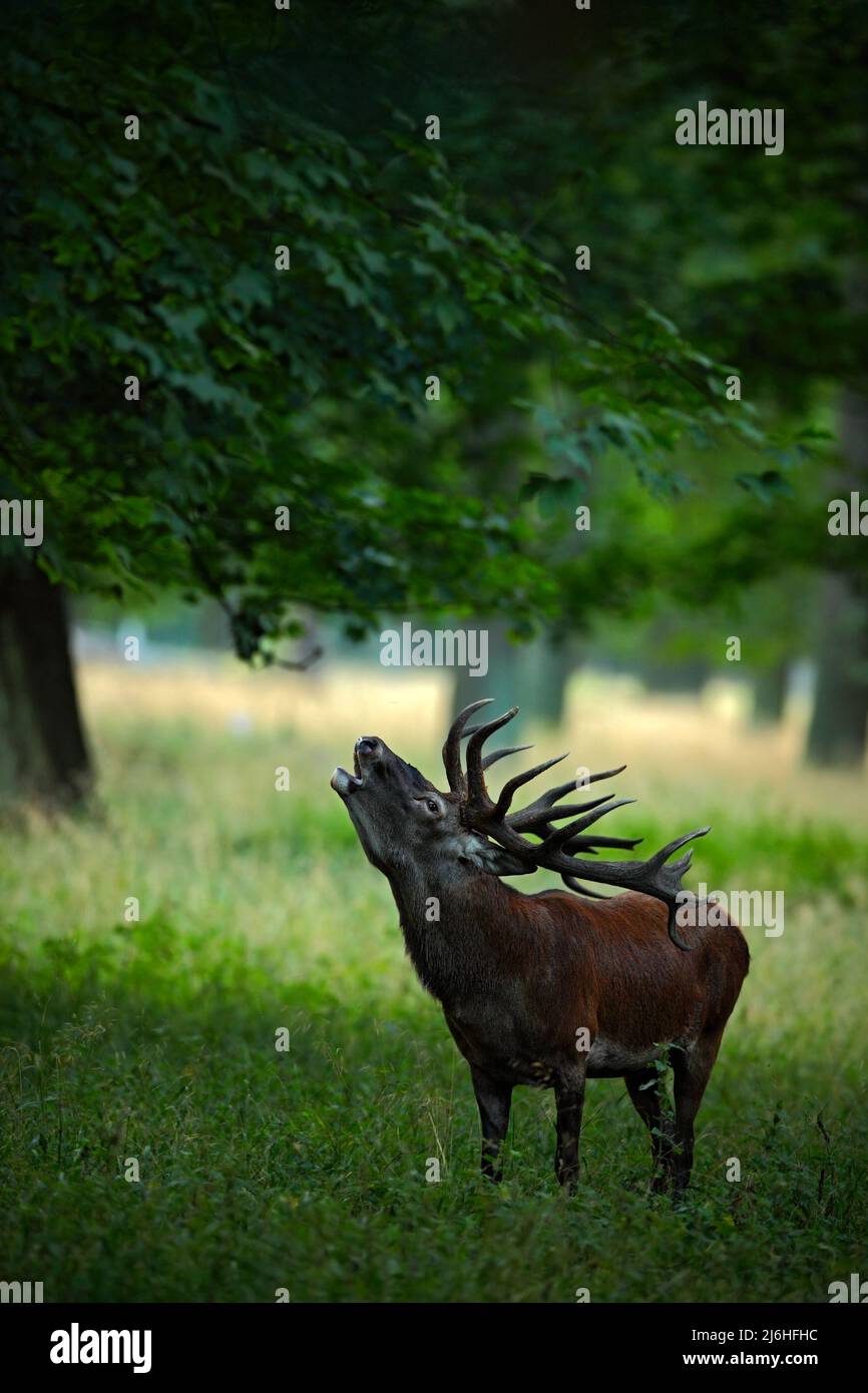Bellow majestic powerful adult red deer stag in green forest, Dyrehave ...