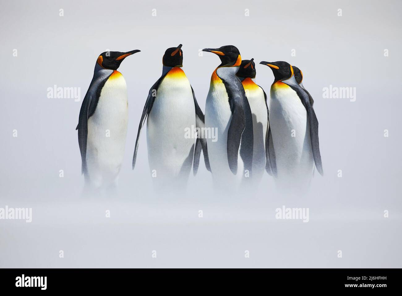 Group of penguin. Group of six King penguins, Aptenodytes patagonicus ...