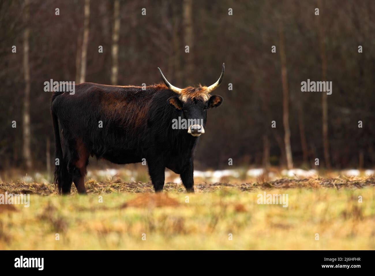 Aurochs, Bos primigenius primigenius, big brown bull in the meadow ...