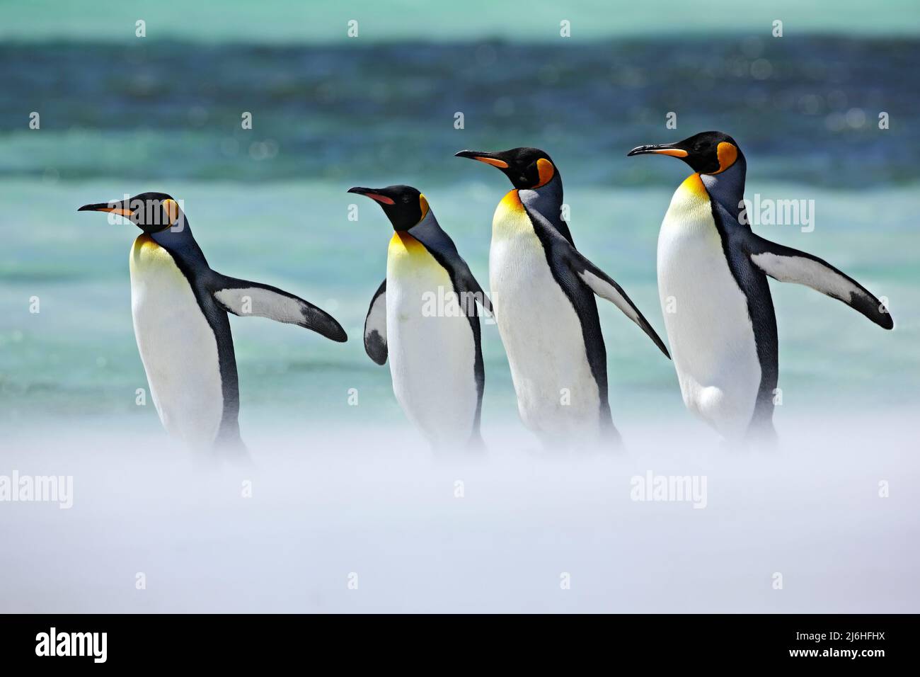 Group of four King penguins, Aptenodytes patagonicus, going from white ...