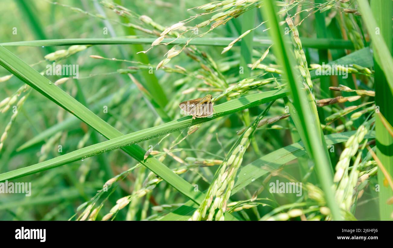 Black rice plant hi-res stock photography and images - Alamy