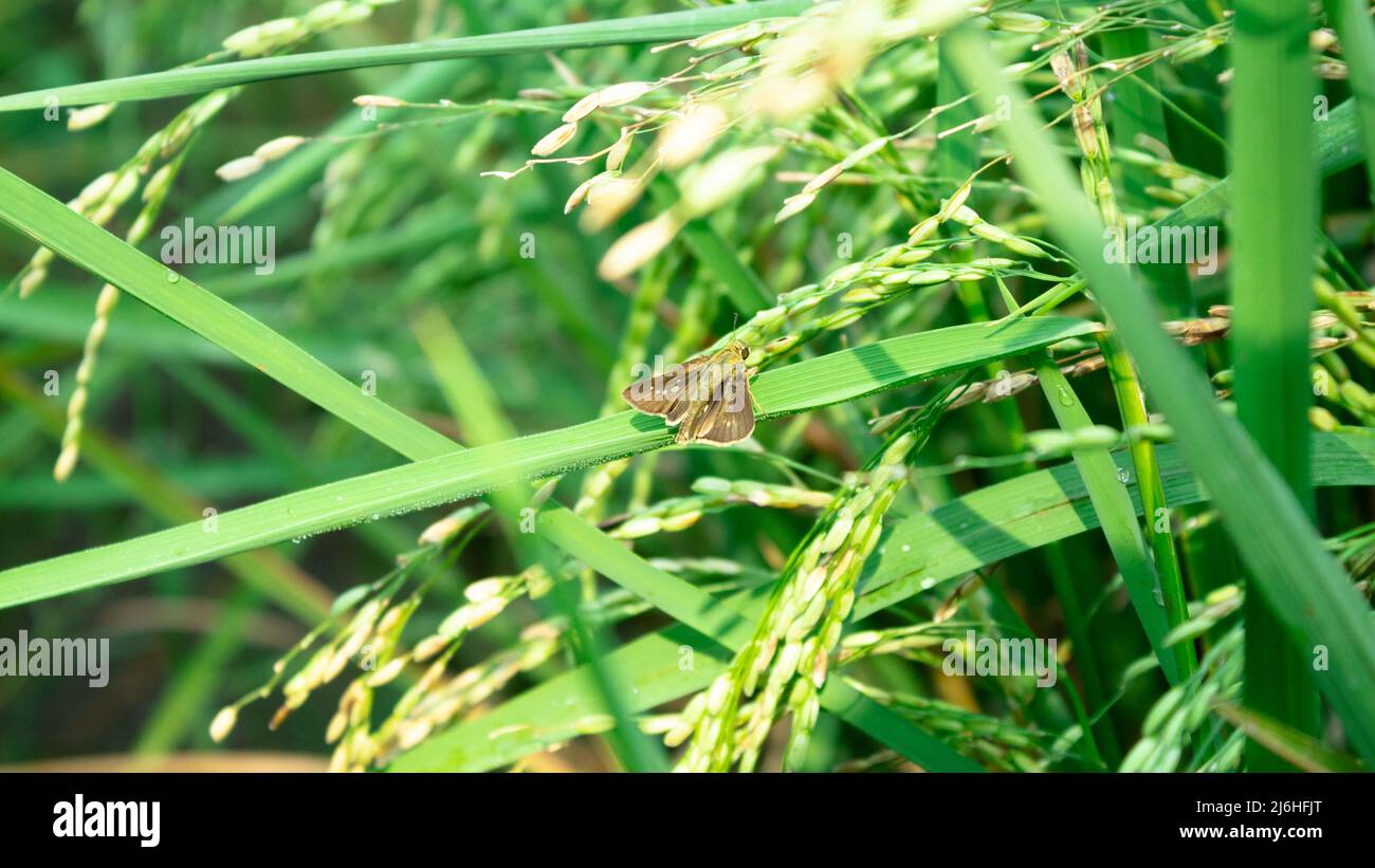 Black rice field hi-res stock photography and images - Alamy