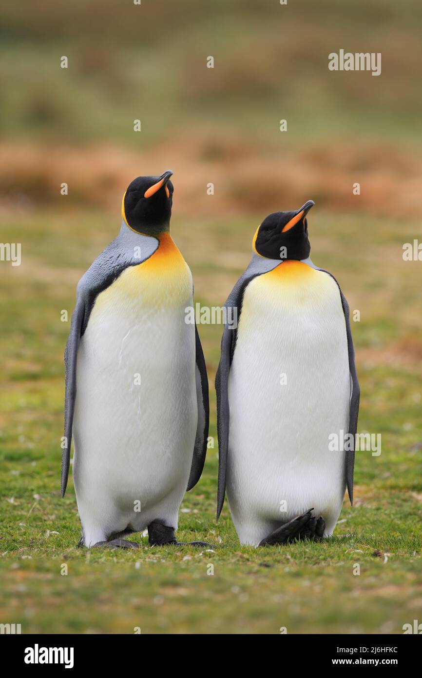 King penguin pair in wild nature with green grass background Stock ...