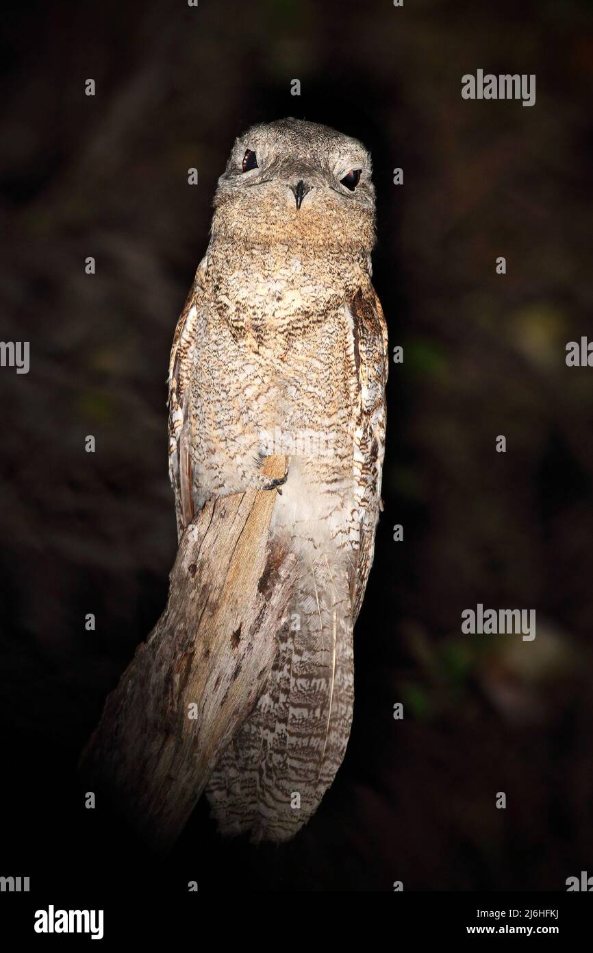 Common Potoo, Nyctibius griseus, nocturnal tropic bird sitting on the ...