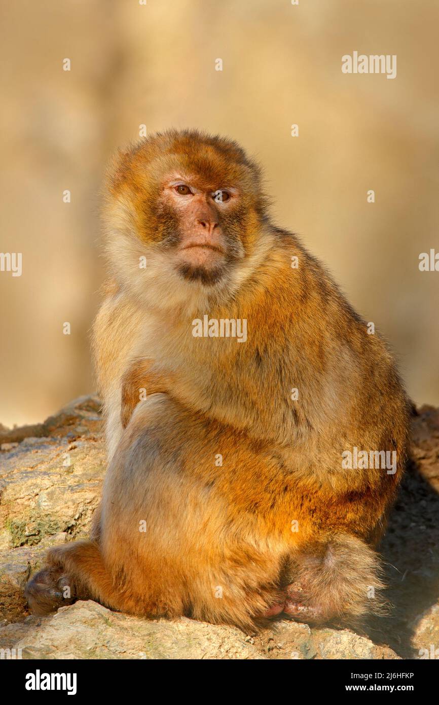 Sitting monkey morocco wildlife hi-res stock photography and images - Alamy