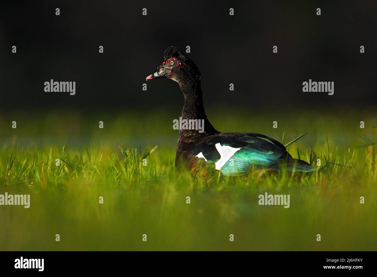 Muscovy Duck, Cairina moschata, in the water green grass, bird in the ...