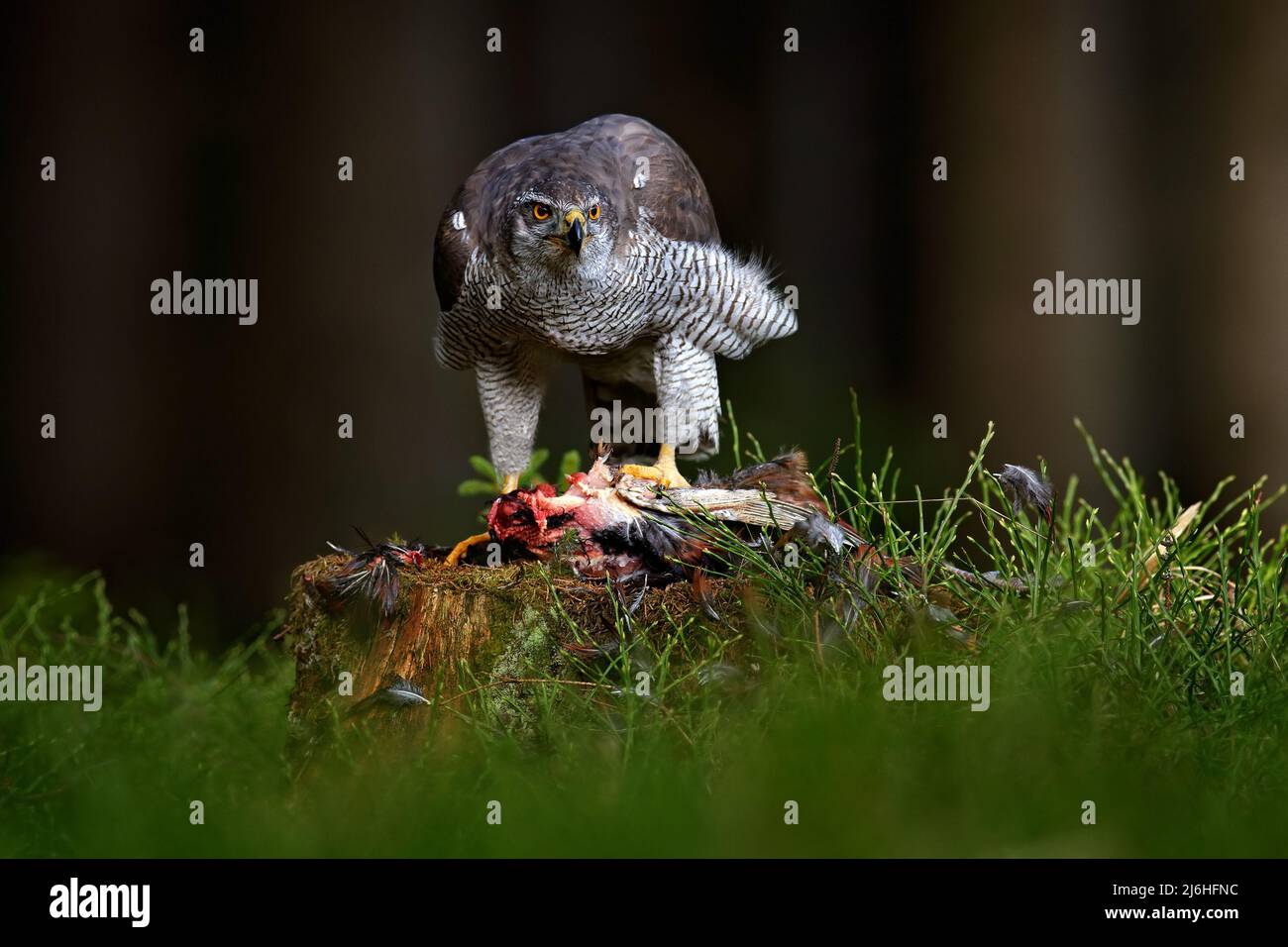 Goshawk kill Common Pheasant on the grass in green forest, bird of prey ...