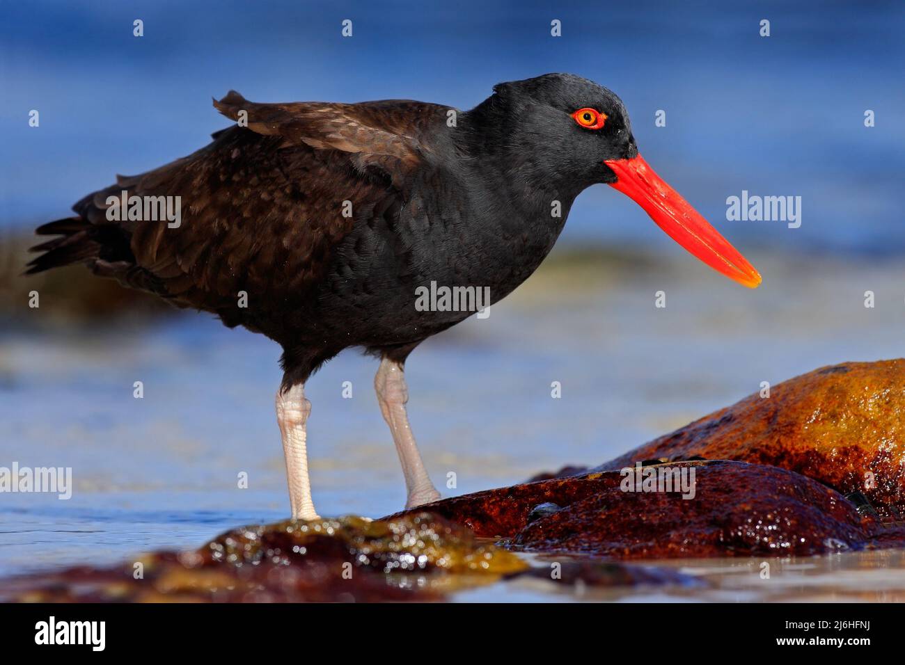 Blakish oystercatcher, Haematopus ater, black water bird with red bill ...