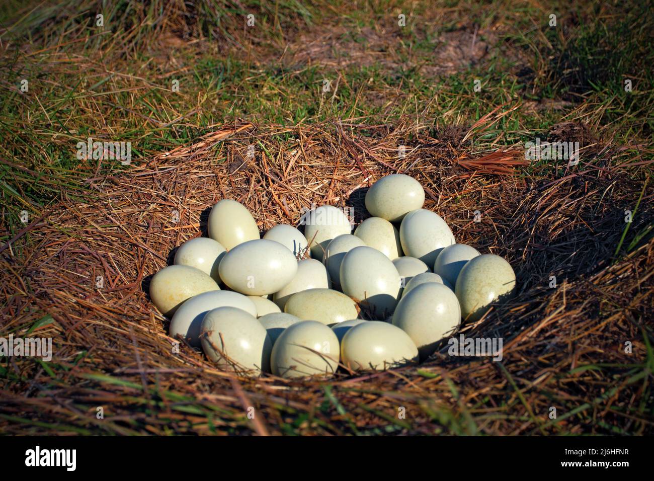 Many eggs in the ground nest, nest of Greater Rhea, Rhea americana ...