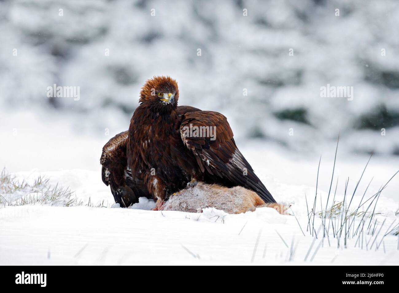 Golden Eagle with catch hare in snowy winter, snow in the forest ...