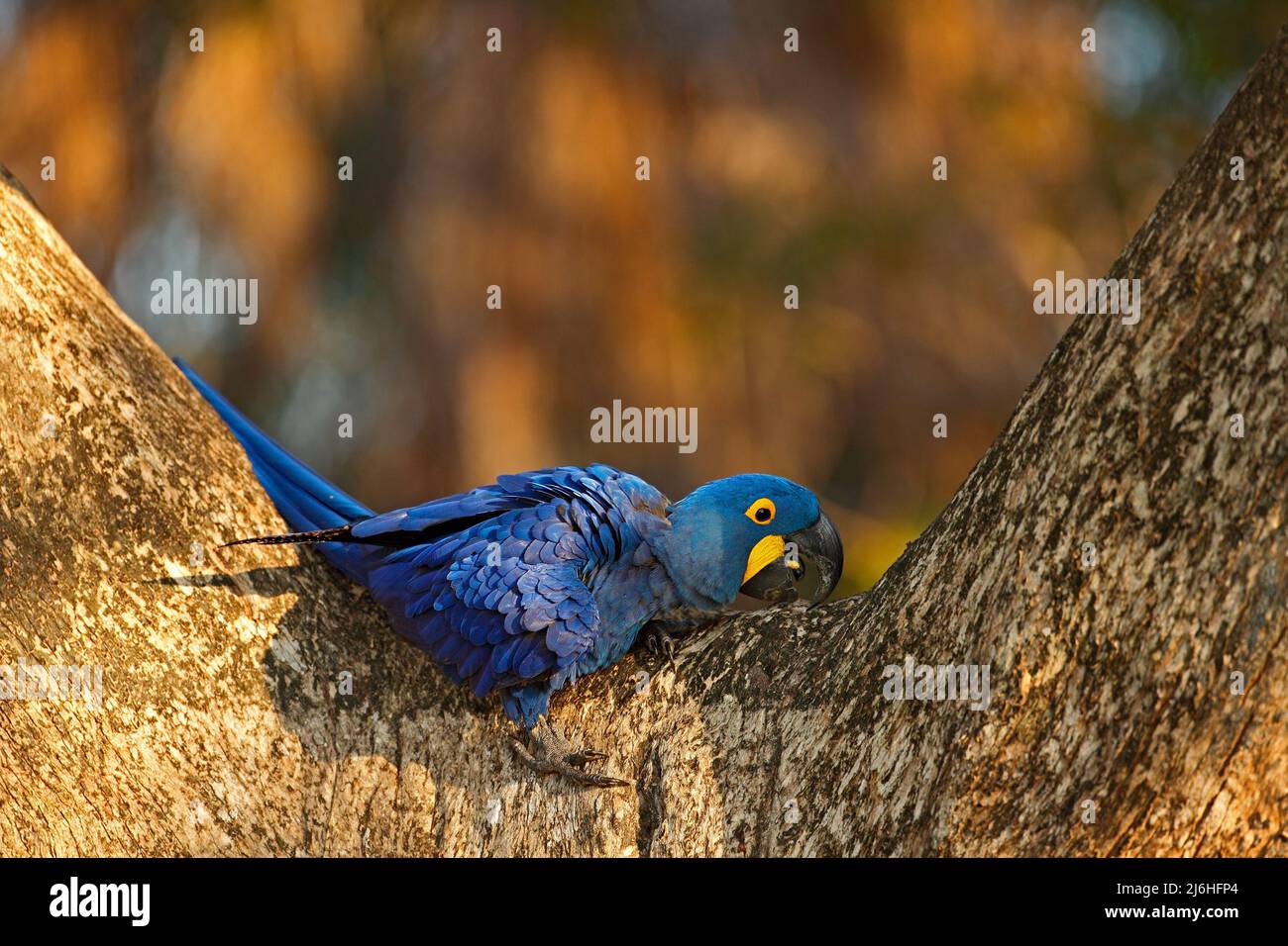 Big blue parrot Hyacinth Macaw, Anodorhynchus hyacinthinus, in tree ...